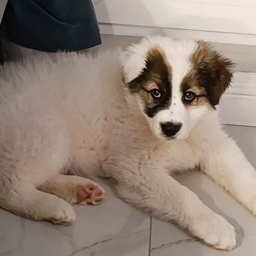 Щенок в добрые руки