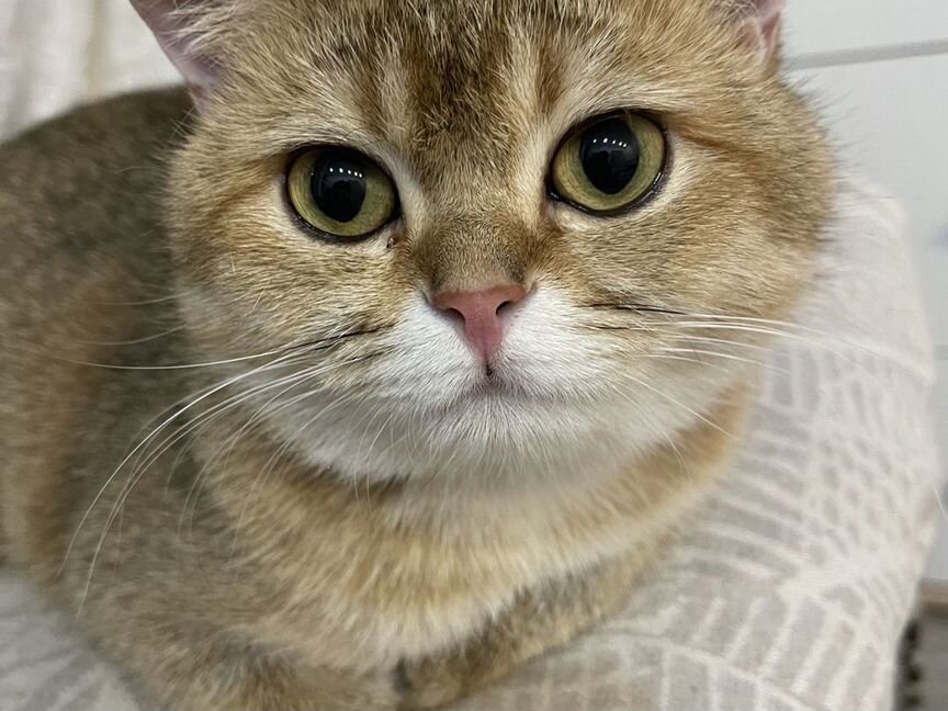 Кошка британка золотая шиншилла