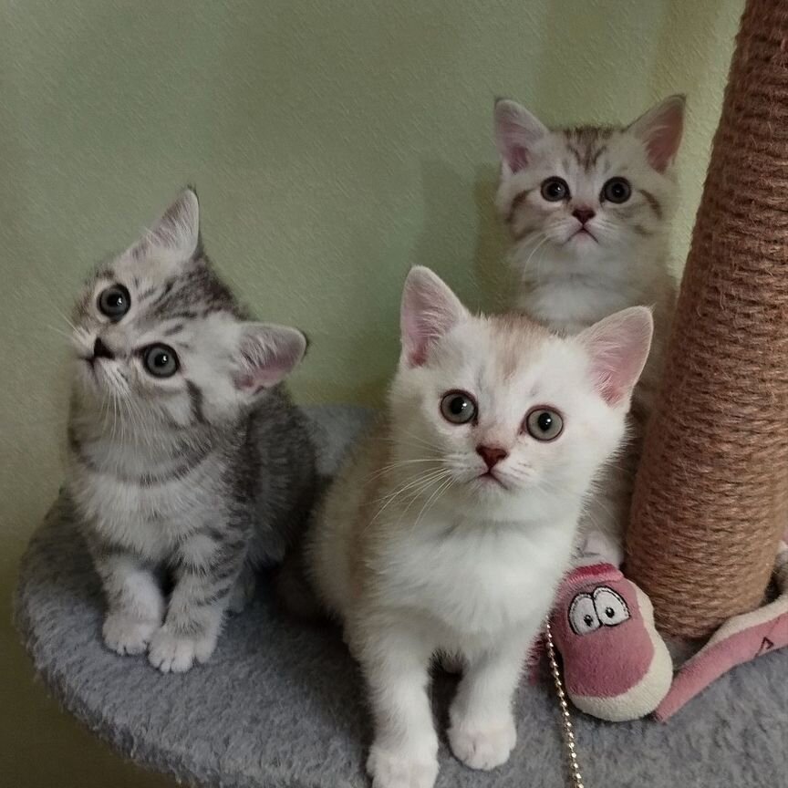 Шотландские котята