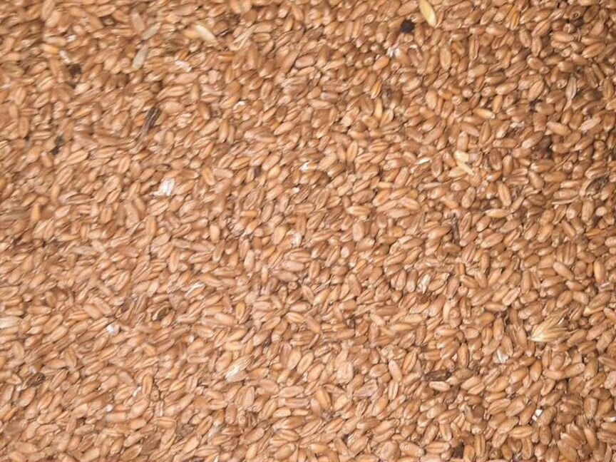 Пшеница в мешках по 35 кг. урожай 2022 года