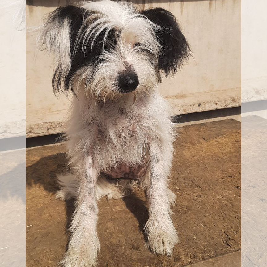 Ласковая Буся