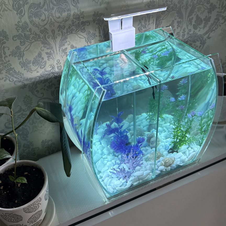 Аквариум с перегородкой
