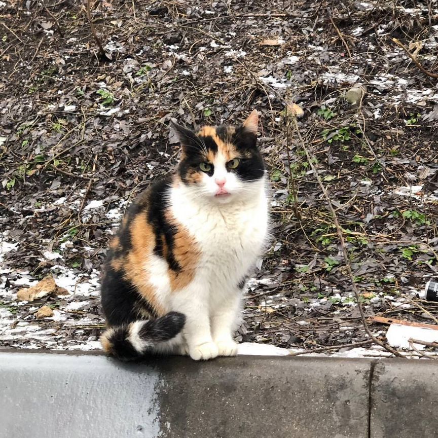 Трехцветный кот бесплатно