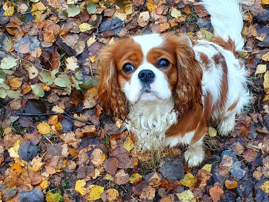 Кавалер кинг чарльз спаниель вязка