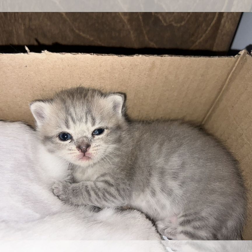 Британский короткошёрстный котёнок