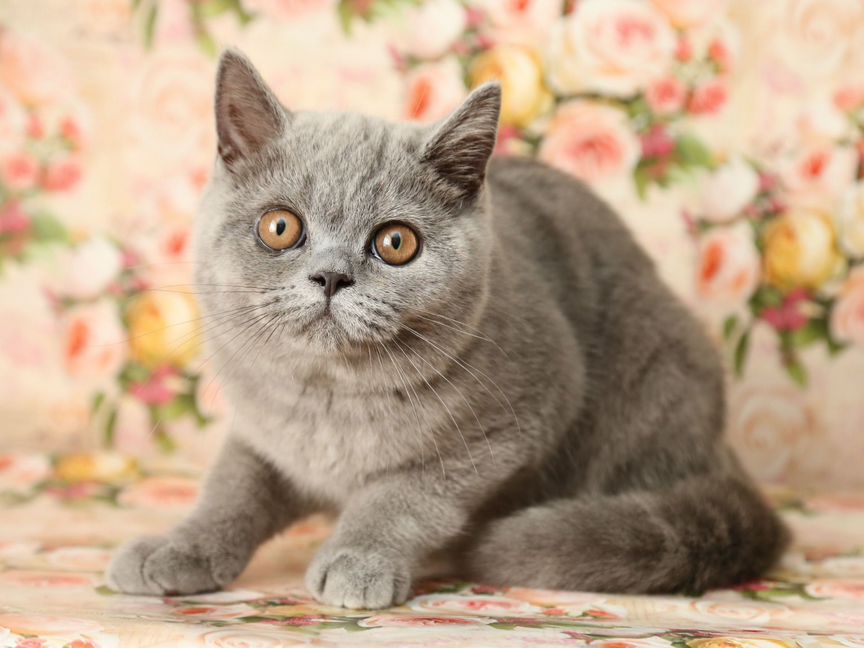 Британский котенок голубого окраса, кошечка