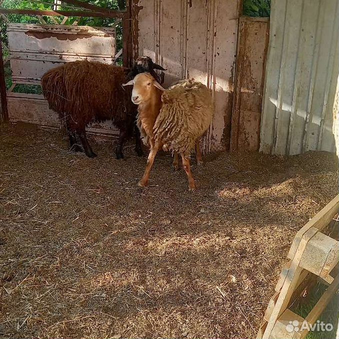 Породистые курдючные бараныНа племя