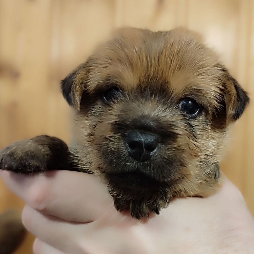 Норвич-терьер, щенок