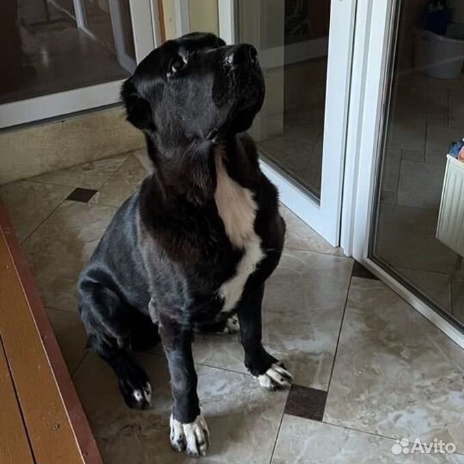 Алабай в добрые руки