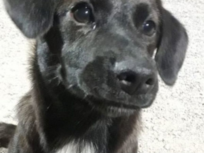 Ищет дом щенок не крупной Собачки Черника