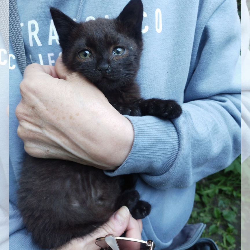 Котёнок в добрые руки