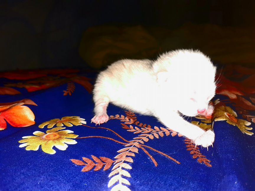 Котята в добрые руки даром