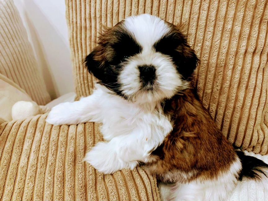 Щенки ши-тцу