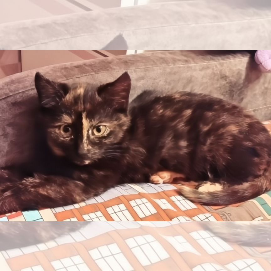 Британский короткошёрстный котёнок