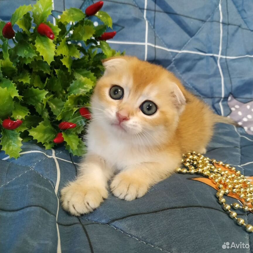 Шотландский котик