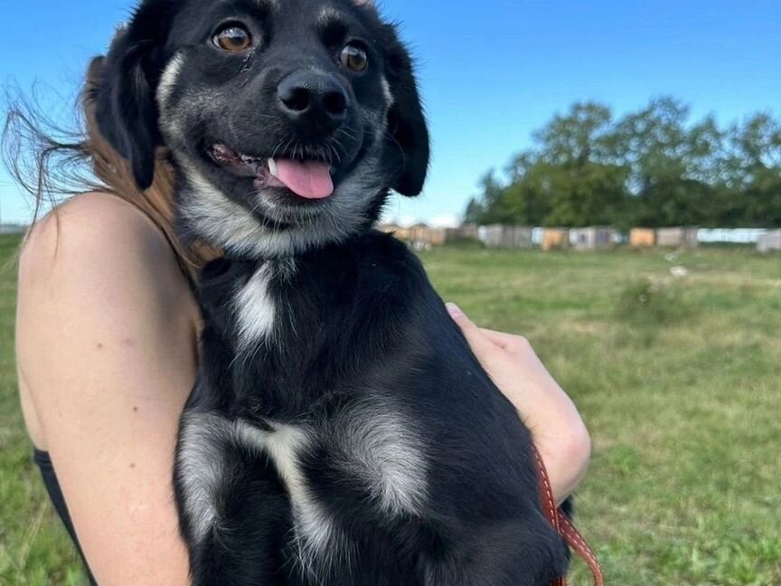 Собака Аля в добрые руки