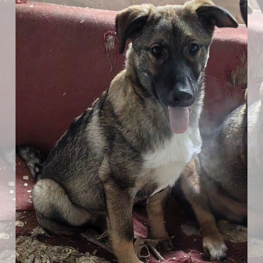 Щенок в добрые руки