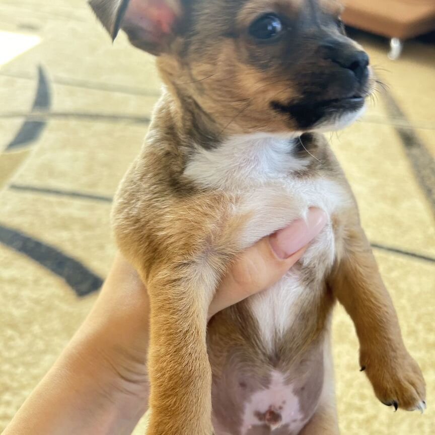 Отдам щенка в добрые руки