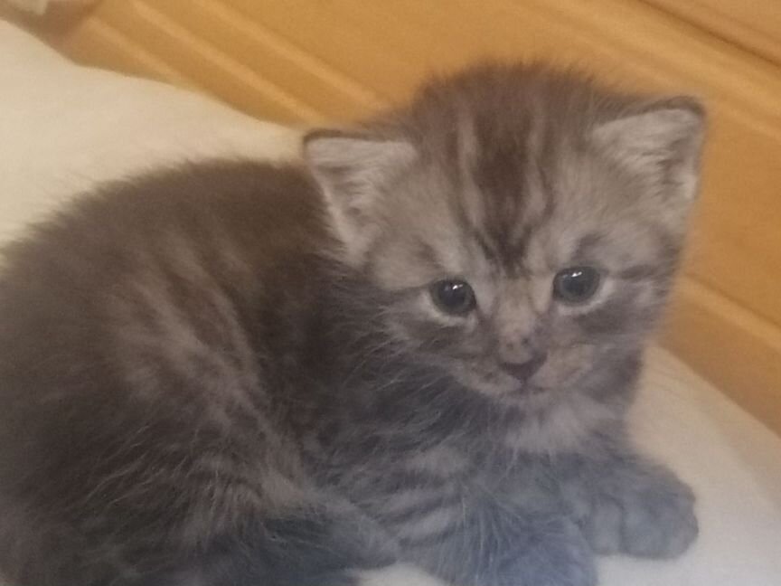 Котята в добрые руки бесплатно