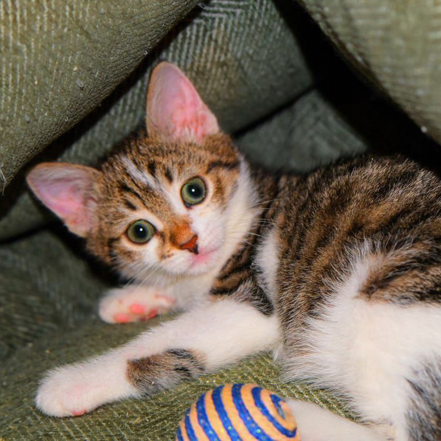 Котенок в добрые руки. Бесплатно