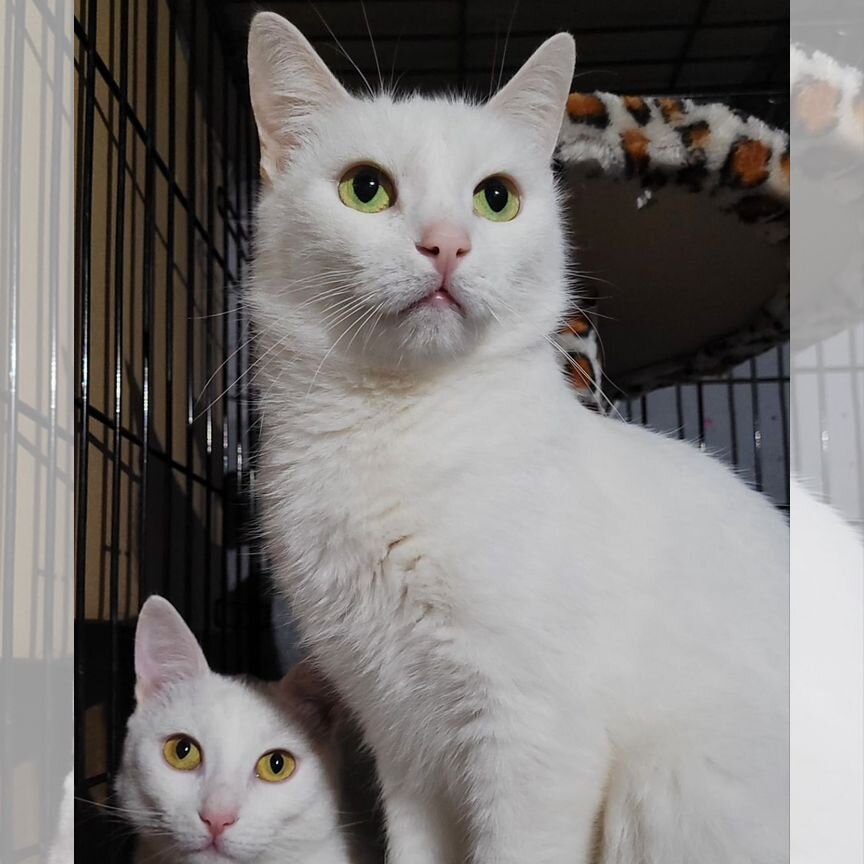 Белоснежная красота