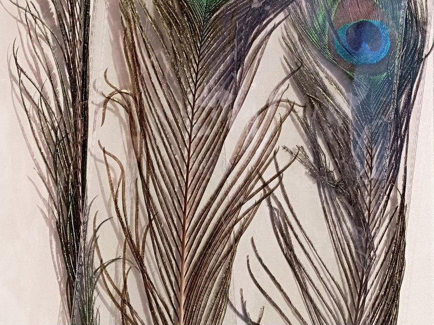 Перо павлина