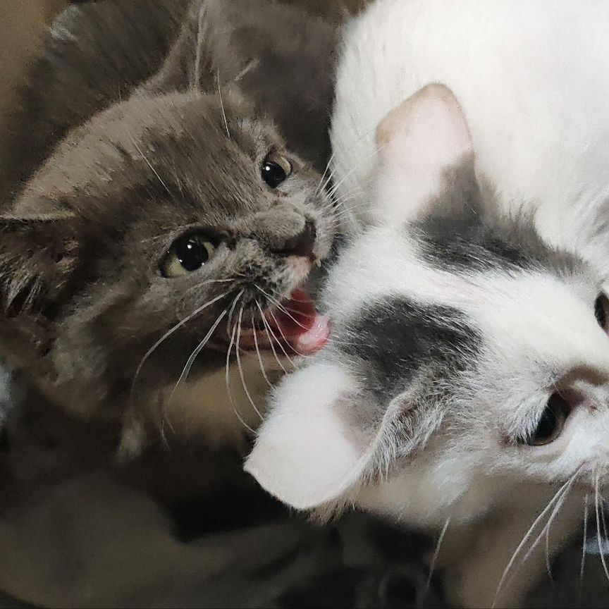 Котята отдам бесплатно