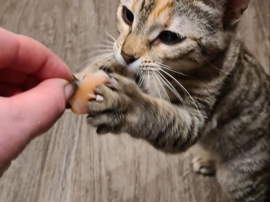 Котенок в дар