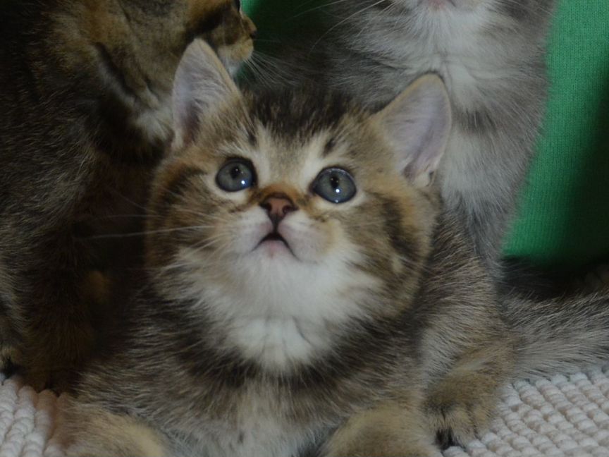 Британские котята
