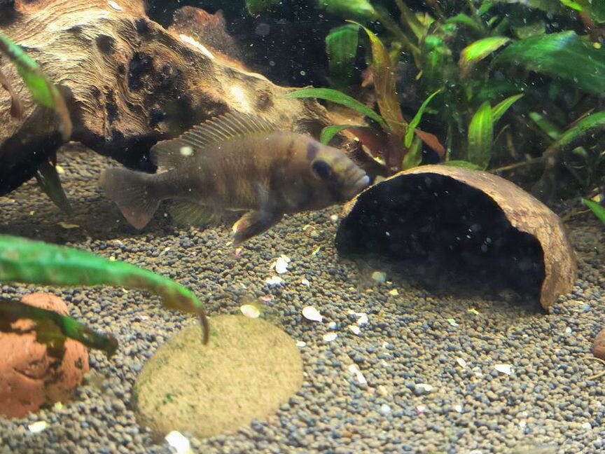 Цихлида Нейерери