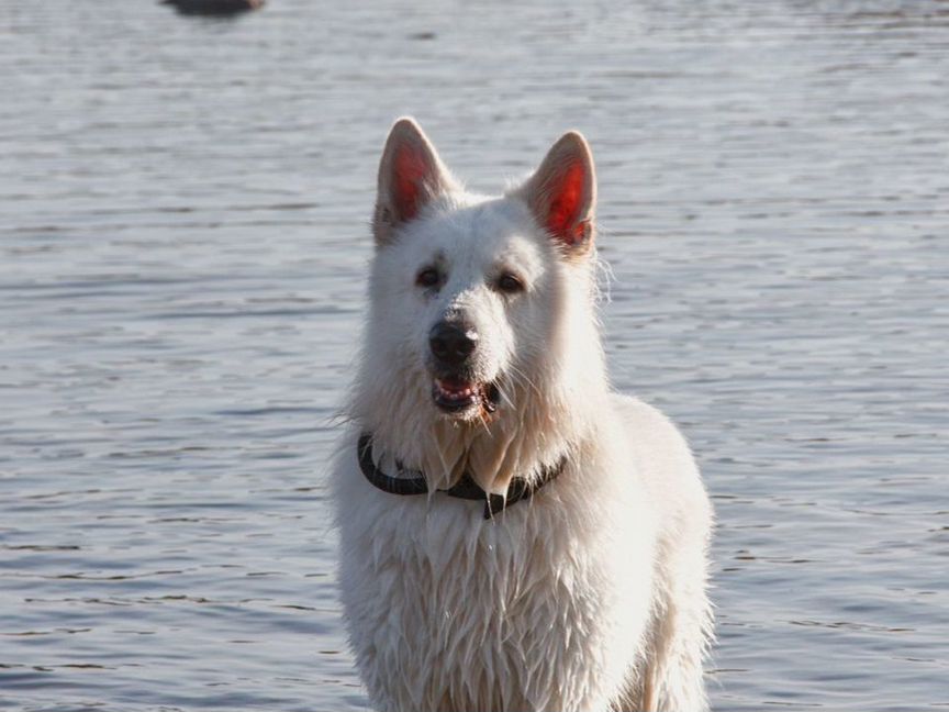 Кобель очень крупный бшо на вязку