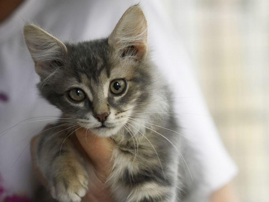 Котенок Бетти в добрые руки