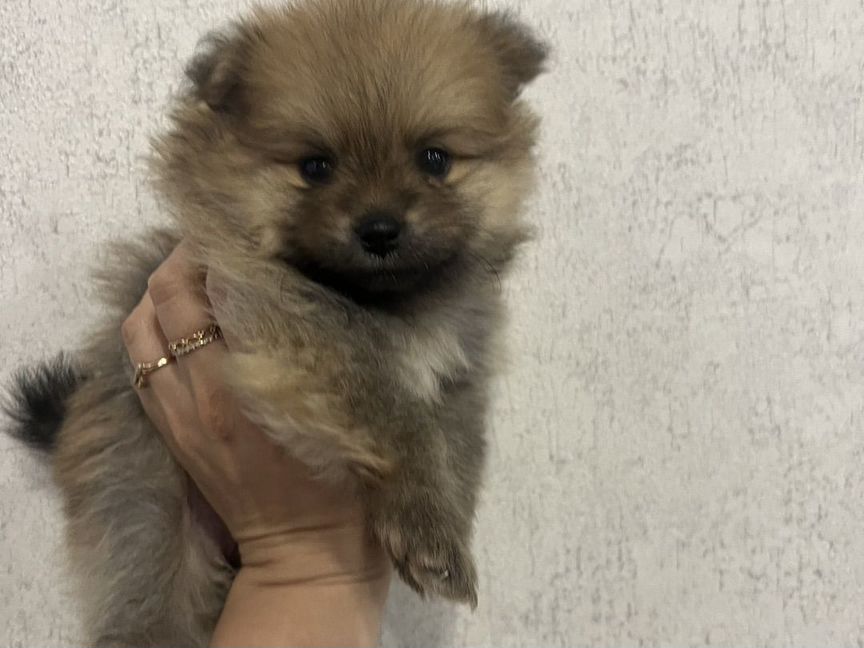 Померанский шпиц медвежьего типа