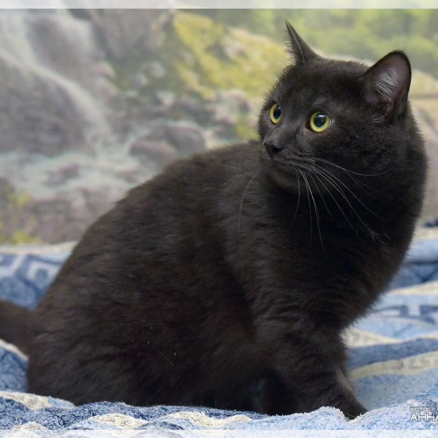 Очаровательный котик