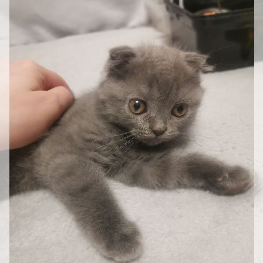 Продам котенка шотланского