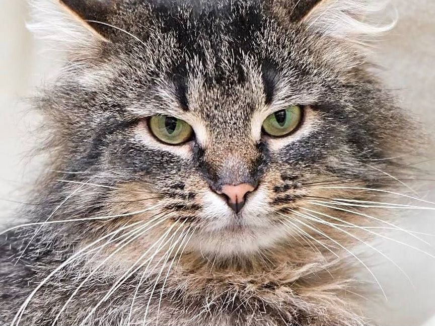 Хлопуш находка для кошатников