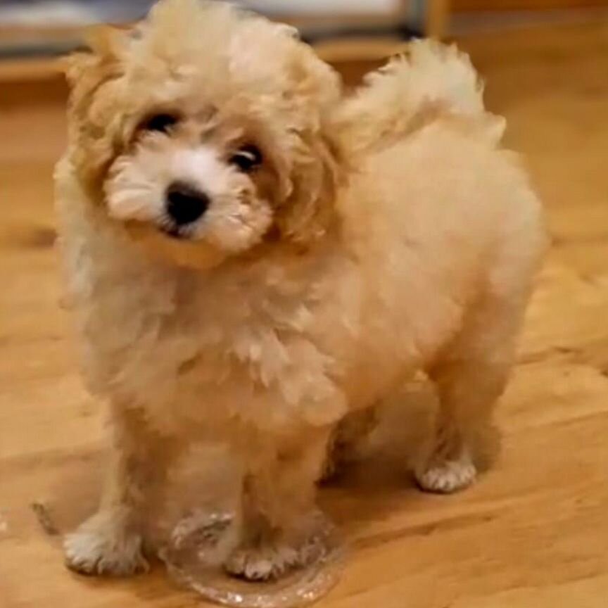 Мальтипу, щенок