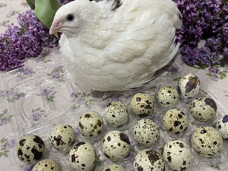 Перепела техасские