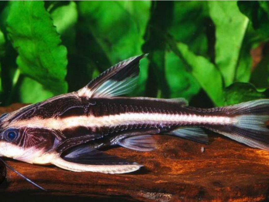 Сом платидорас