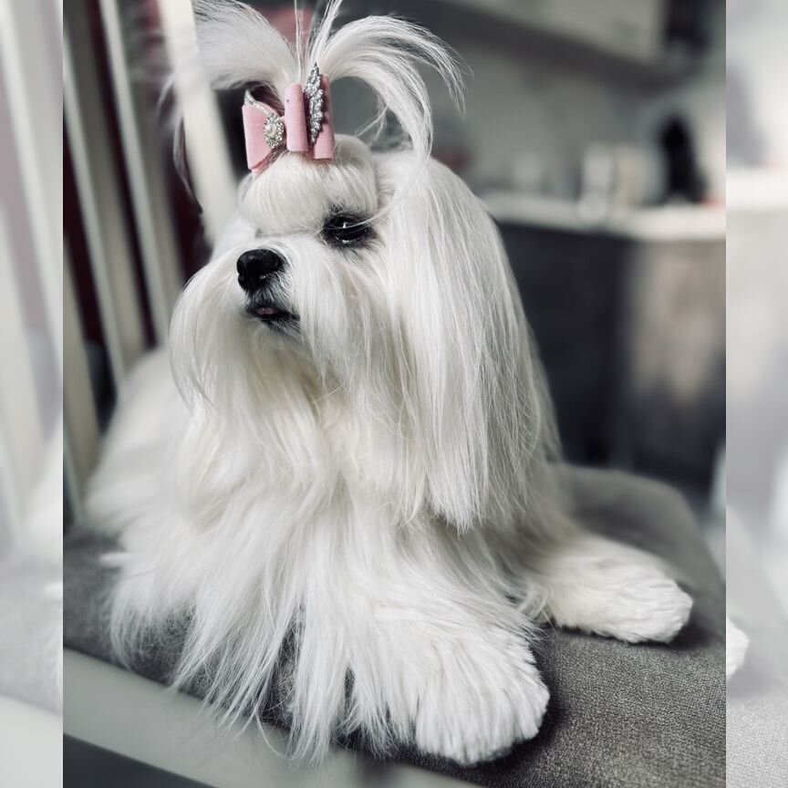 Мальтийская болонка, щенок