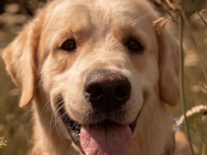 Золотистый ретривер вязка