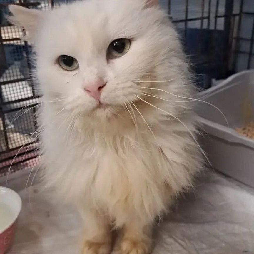 Взрослая, Девочка кошка в добрые руки