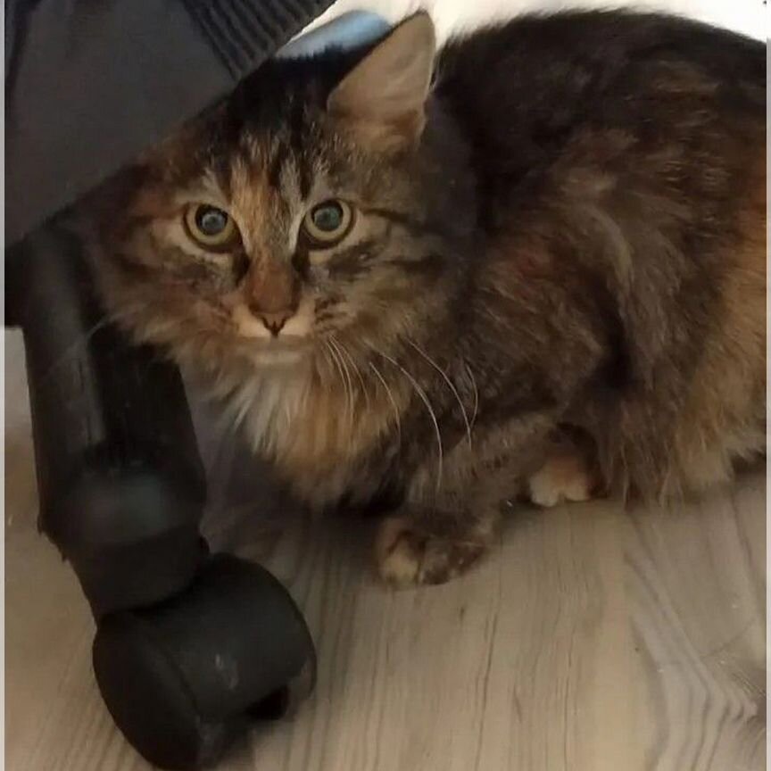 Бездомный котёнок девочка ищет дом