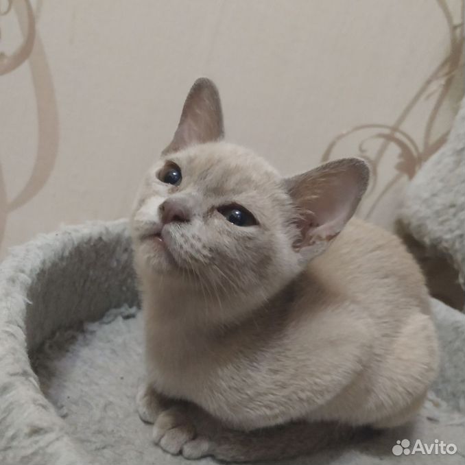 Бурманская кошка, котенок, кот Бурманский