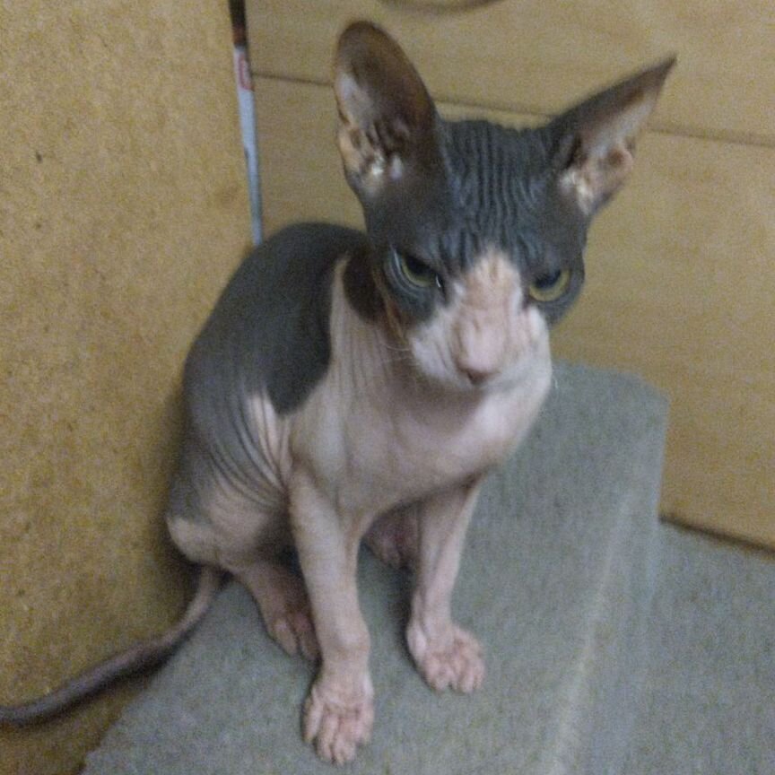 Котята сфинкс