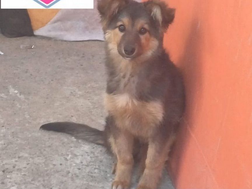 Щенок в добрые руки бесплатно