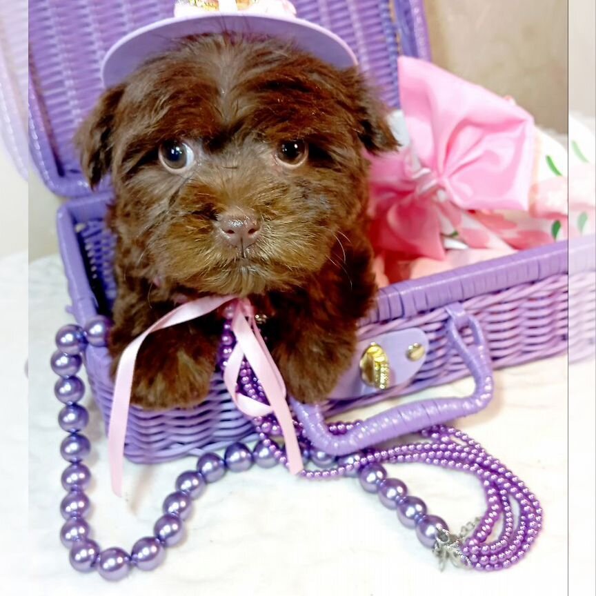 Мальтипу, щенок