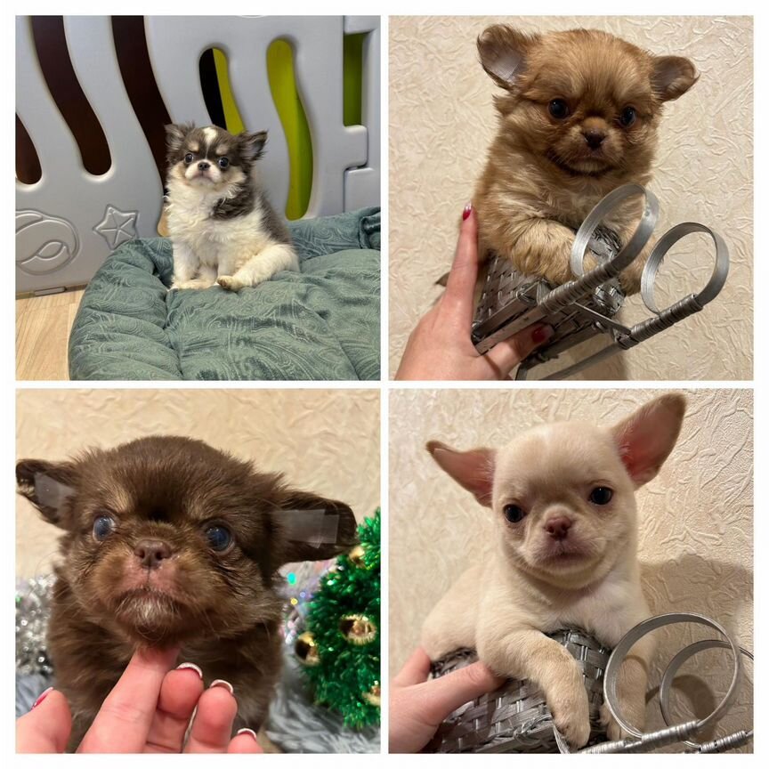 Разноцветные малыши чихуа