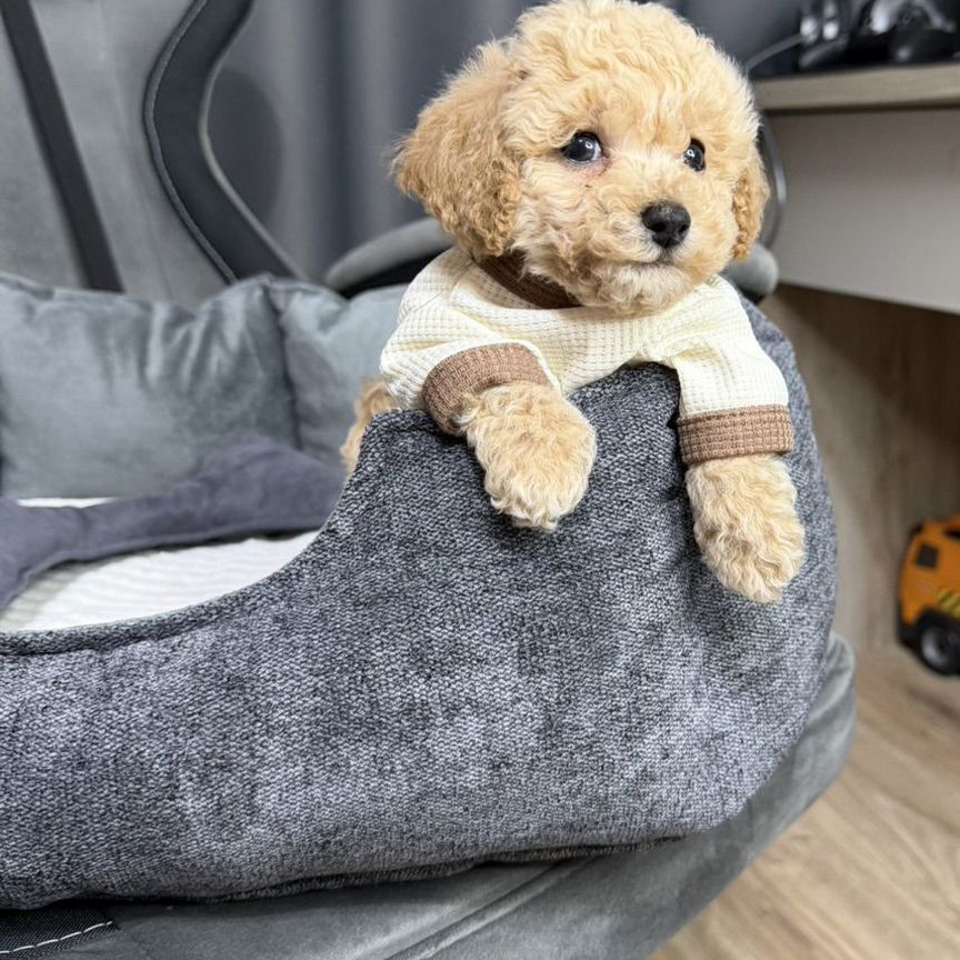 Мальтипу, щенок