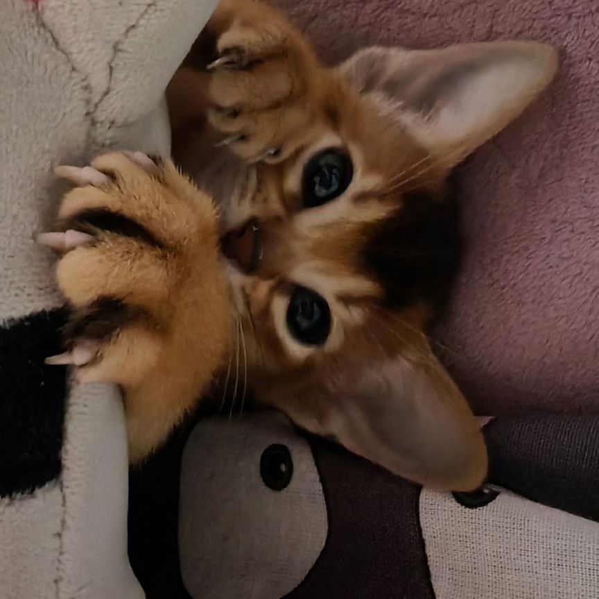 Абиссинский котёнок